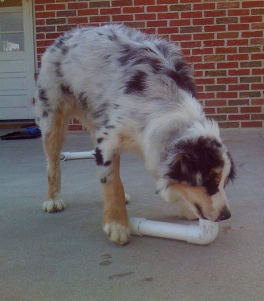 28 Homemade DIY Dog Toys to Keep Them Busy ⋆ Bright Stuffs