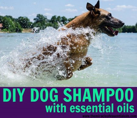 21 Best Homemade Dog Shampoo Recipes | DIY Dog Shampoo ⋆ Bright Stuffs