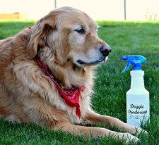 12 Homemade Deodorant Spray for Dogs | DIY Dog Deodorizer Spray