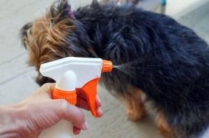 12 Homemade Deodorant Spray for Dogs | DIY Dog Deodorizer Spray
