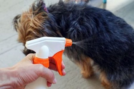 12 Homemade Deodorant Spray for Dogs | DIY Dog Deodorizer Spray
