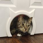 25 DIY Cat Door Ideas for Cat Lovers ⋆ Bright Stuffs