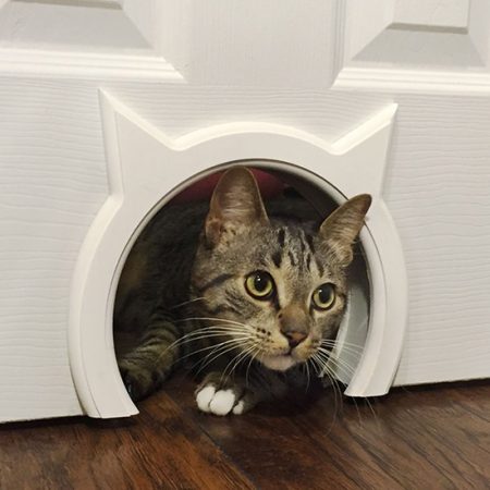 25 DIY Cat Door Ideas for Cat Lovers ⋆ Bright Stuffs