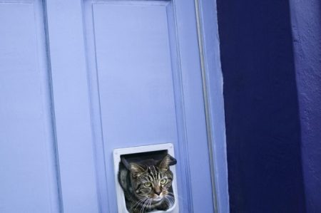 25 DIY Cat Door Ideas for Cat Lovers ⋆ Bright Stuffs