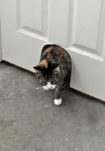 25 DIY Cat Door Ideas for Cat Lovers ⋆ Bright Stuffs