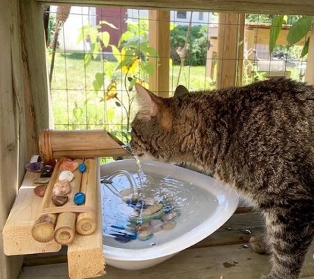 17 DIY Cat Water Fountain | Cat Water Fountain ⋆ Bright Stuffs