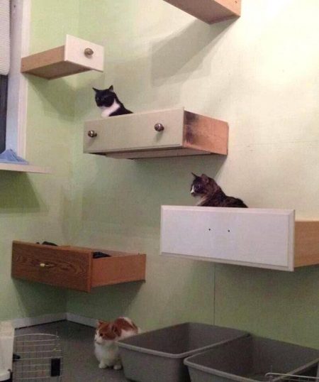 17 DIY Floating Cat Shelves Your Cat Will Appreciate ⋆ Bright Stuffs
