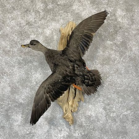 10 Amazing Duck Mount Ideas ⋆ Bright Stuffs