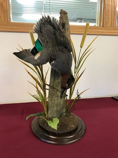 10 Amazing Duck Mount Ideas ⋆ Bright Stuffs