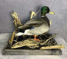 10 Amazing Duck Mount Ideas ⋆ Bright Stuffs