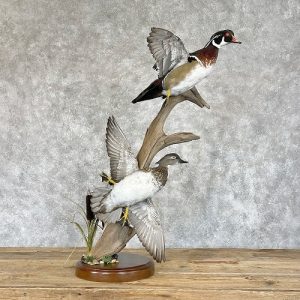 10 Amazing Duck Mount Ideas ⋆ Bright Stuffs