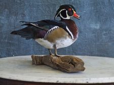10 Amazing Duck Mount Ideas ⋆ Bright Stuffs
