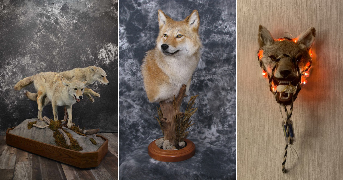 10 Coyote Mounts Ideas ⋆ Bright Stuffs