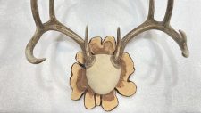 9 Cool DIY Deer Antler Mount Ideas ⋆ Bright Stuffs