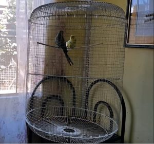 13 Homemade Bird Cage Ideas ⋆ Bright Stuffs
