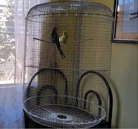 13 Homemade Bird Cage Ideas ⋆ Bright Stuffs