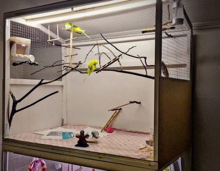 13 Homemade Bird Cage Ideas ⋆ Bright Stuffs