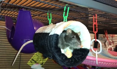 20 Handmade DIY Rat Toys Ideas ⋆ Bright Stuffs