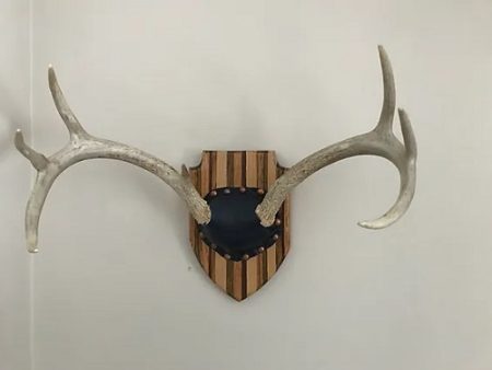 9 Cool DIY Deer Antler Mount Ideas ⋆ Bright Stuffs