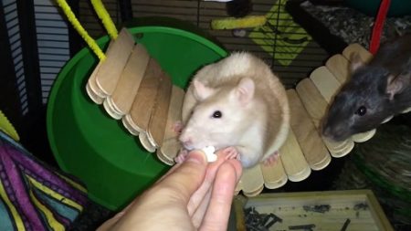 20 Handmade DIY Rat Toys Ideas ⋆ Bright Stuffs