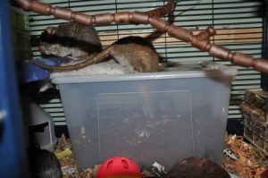 20 Handmade DIY Rat Toys Ideas ⋆ Bright Stuffs