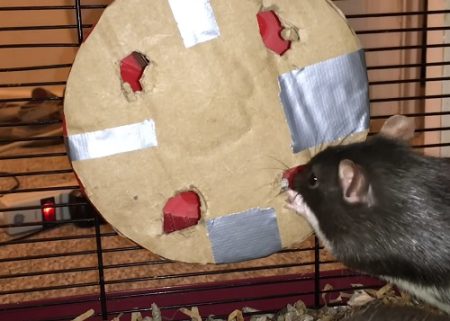 20 Handmade DIY Rat Toys Ideas ⋆ Bright Stuffs