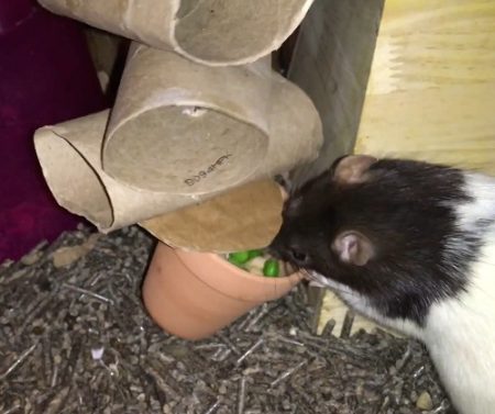 20 Handmade DIY Rat Toys Ideas ⋆ Bright Stuffs