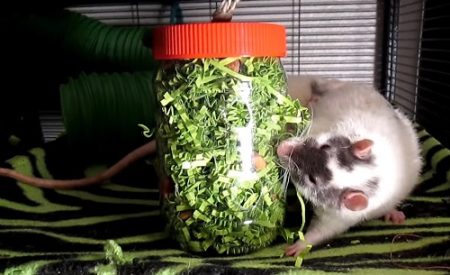 20 Handmade DIY Rat Toys Ideas ⋆ Bright Stuffs