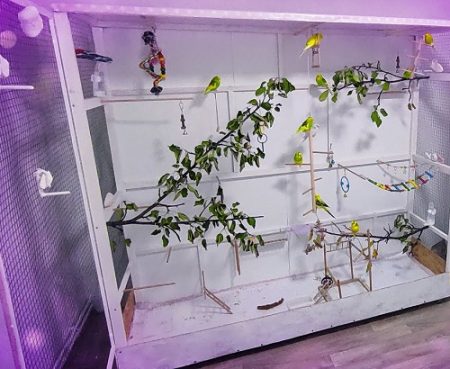 13 Homemade Bird Cage Ideas ⋆ Bright Stuffs