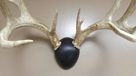 9 Cool DIY Deer Antler Mount Ideas ⋆ Bright Stuffs