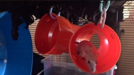 20 Handmade DIY Rat Toys Ideas ⋆ Bright Stuffs