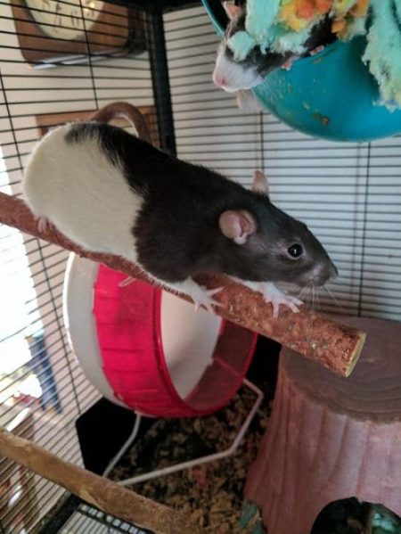 20 Handmade DIY Rat Toys Ideas ⋆ Bright Stuffs