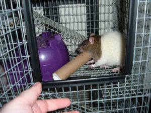 20 Handmade DIY Rat Toys Ideas ⋆ Bright Stuffs
