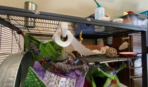 20 Handmade DIY Rat Toys Ideas ⋆ Bright Stuffs