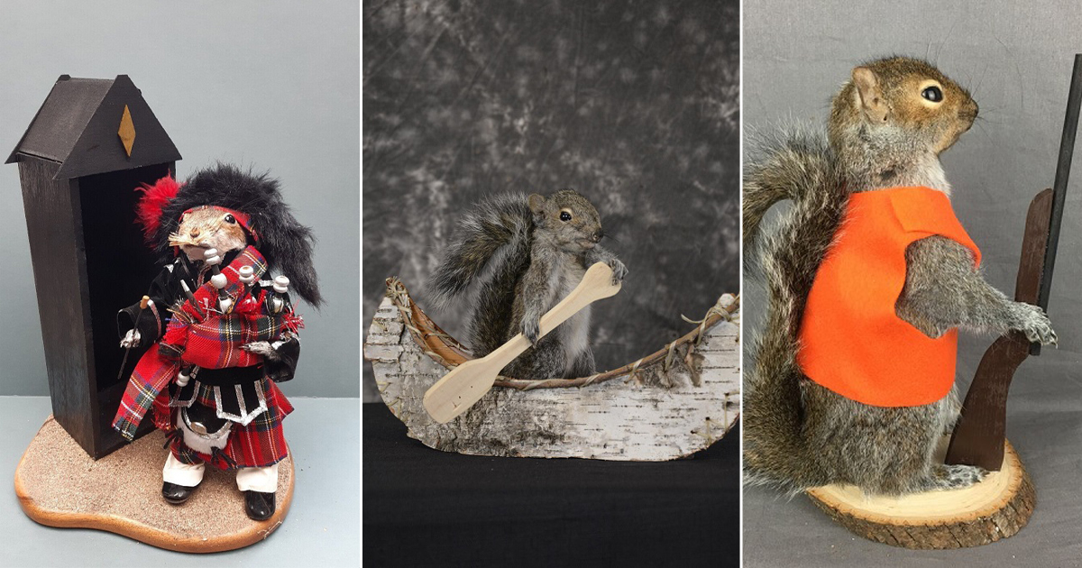 10 Squirrel Mount Ideas ⋆ Bright Stuffs