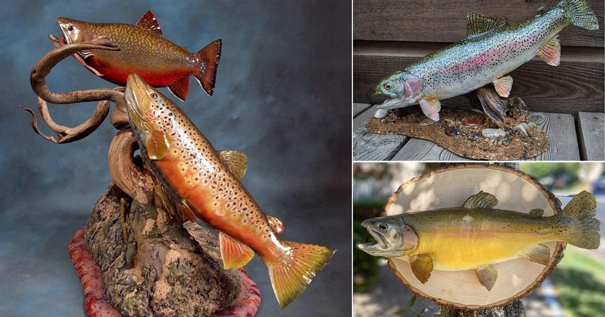 Top 10 Trout Mount Ideas ⋆ Bright Stuffs