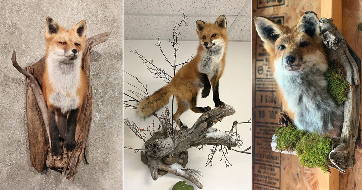 8 Red Fox Mount Ideas ⋆ Bright Stuffs