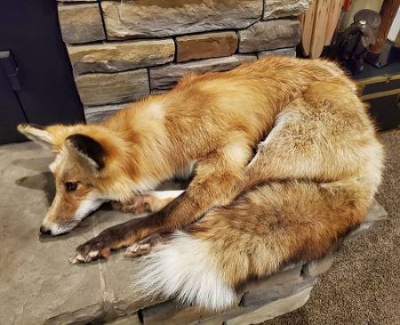 8 Red Fox Mount Ideas ⋆ Bright Stuffs