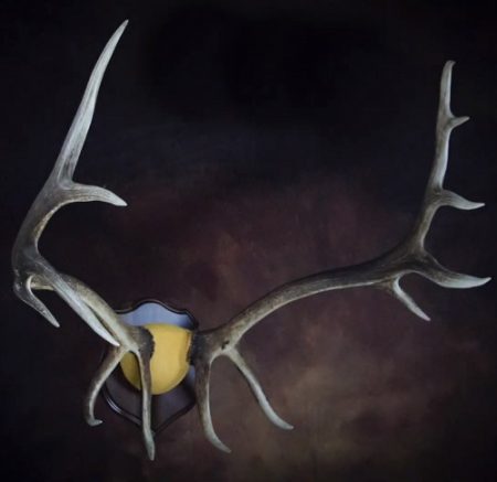8 Amazing Elk Mount Ideas ⋆ Bright Stuffs
