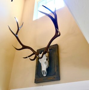 8 Amazing Elk Mount Ideas ⋆ Bright Stuffs