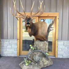 8 Amazing Elk Mount Ideas ⋆ Bright Stuffs