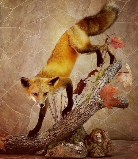 8 Red Fox Mount Ideas ⋆ Bright Stuffs