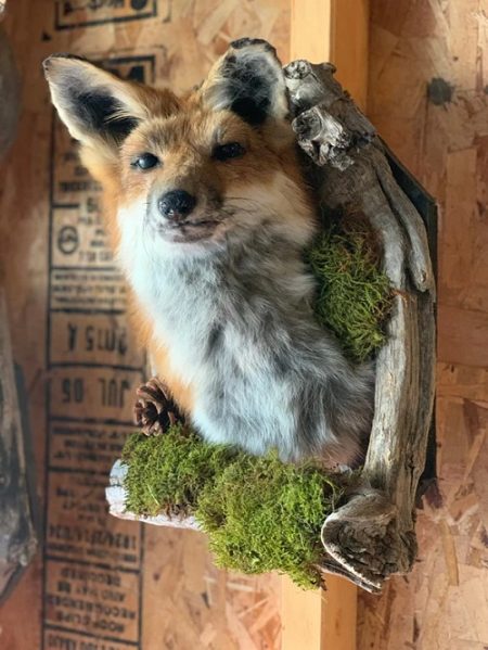 8 Red Fox Mount Ideas ⋆ Bright Stuffs