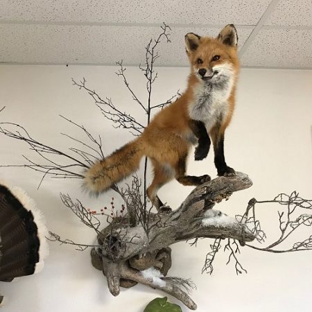 8 Red Fox Mount Ideas ⋆ Bright Stuffs