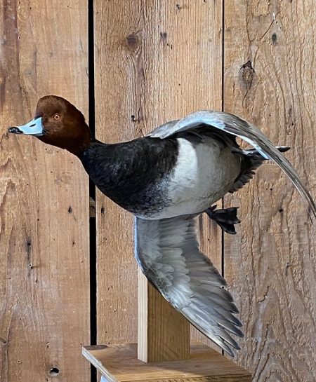 10 Amazing Duck Mount Ideas ⋆ Bright Stuffs