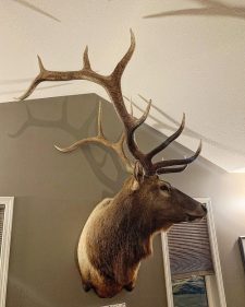 8 Amazing Elk Mount Ideas ⋆ Bright Stuffs