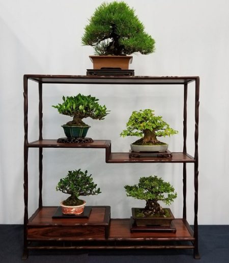 16 Attractive Bonsai Display Ideas ⋆ Bright Stuffs
