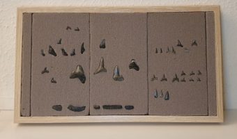 14 Shark Tooth Display Ideas ⋆ Bright Stuffs