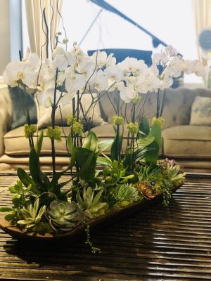 20 Impressive Orchids Display Ideas ⋆ Bright Stuffs