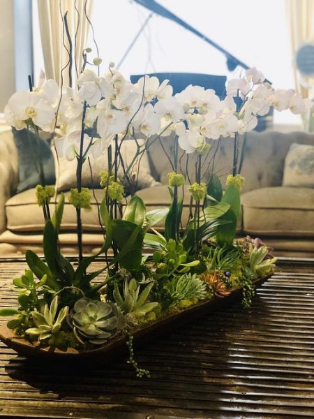 20 Impressive Orchids Display Ideas ⋆ Bright Stuffs